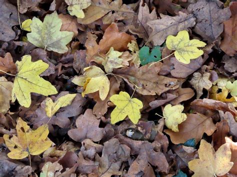 Field Maple Chris Gibson Wildlife