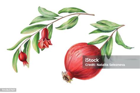 꽃과 나뭇 가지에 수채화 석류 흰색 배경에 격리된 현실적인 맛있는 석류석 빨간 과일 디자이너용 석류나무에 대한 스톡 벡터 아트 및 기타 이미지 Istock