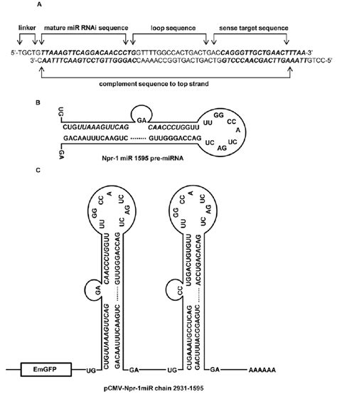 Scheme And Identification Of Recombinant Plasmids A The Download