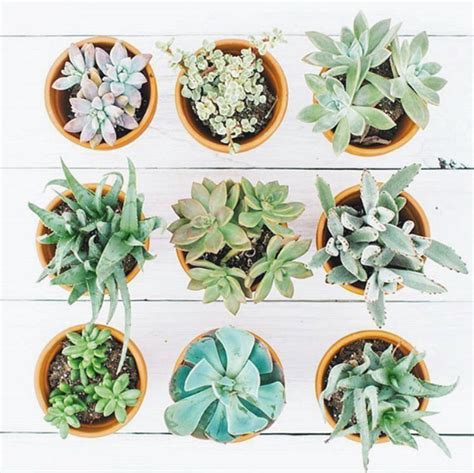 How To Plant And Care For Succulents Simple Tips To Keep Yours Thriving