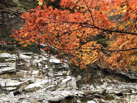 가을 숲 단풍잎 흐름 풍경 사진 배경 경치 스트림 단풍잎 배경 일러스트 및 사진 무료 다운로드 Pngtree