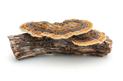 Saprophytic Fungus On A Piece Of Wood Premium Ai Generated Image