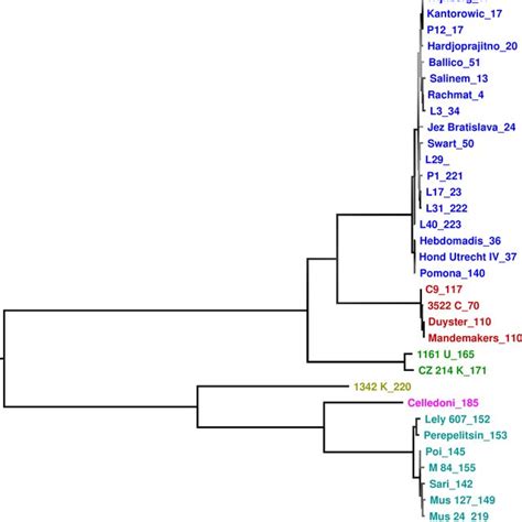 maximum likelihood phylogenetic tree based on concatenated mlst