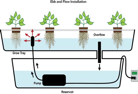 EBB And Flow VS DWC Which System Should You Choose Gardening Heavn