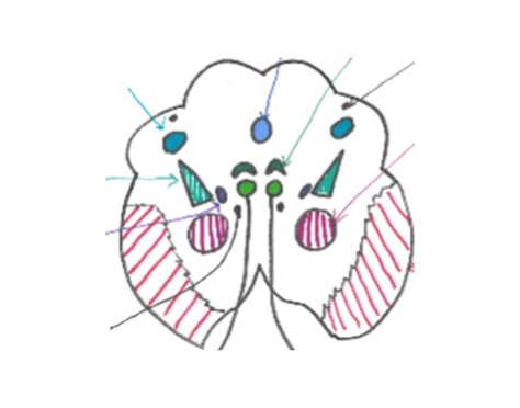 Midbrain Nuclei And Tracts Quiz