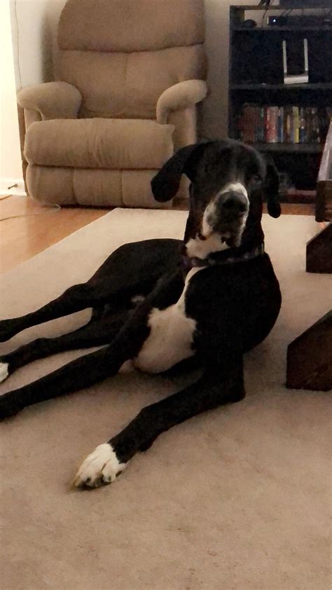 My Lazy Pup R Greatdanes