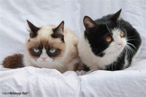 Love Tardar Sauce And Pokey Grumpy Cat Funny Grumpy Cat Memes Grumpy Cat Humor