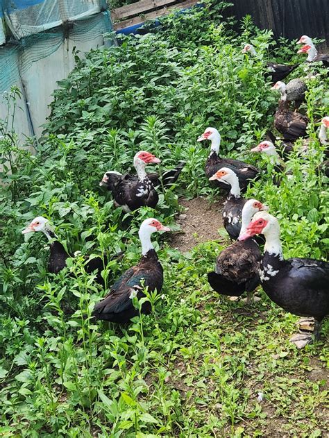 행복한 기러기학습농장♥ 기러기학습농장