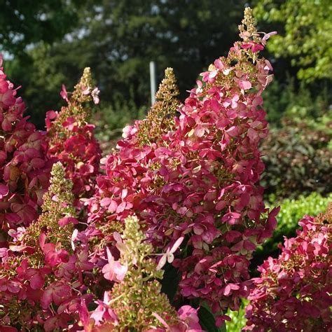 Candelabra™ Panicle Hydrangea Van Wilgens Garden Center