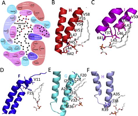 Structure Of The Bacterial Sex F Pilus Reveals An Assembly Of A Stoichiometric Protein