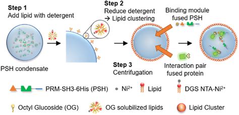 Lipid Coated Protein Condensate Protocells With Selective Biomolecular