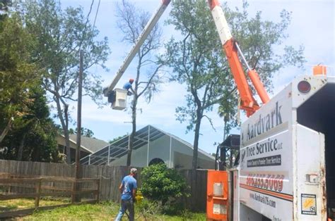 Caring For Your Magnolia Trees Aardvark Tree Service