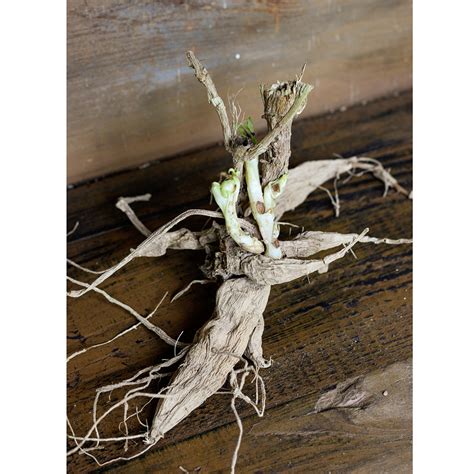 Dahlia Tuber Bibb Forest Farm Regenerative Organically Grown