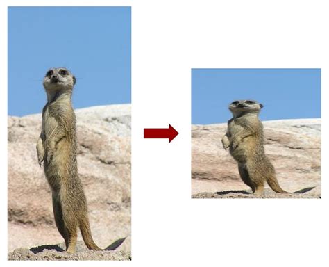 Keras에서 가변 입력 해상도를 사용한 이미지 분류