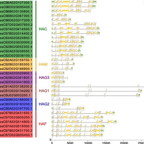 Exonintron Structures Of 31 TaHAT Genes Exons Introns And Download Scientific Diagram