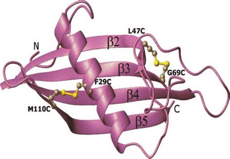 A View Of One Half Of The Three Dimensional Domainswapped Dimer Of Wt Download Scientific