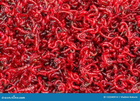 Dry Bloodworm Mosquito Larva Chironomus Plumosus Also Known As The