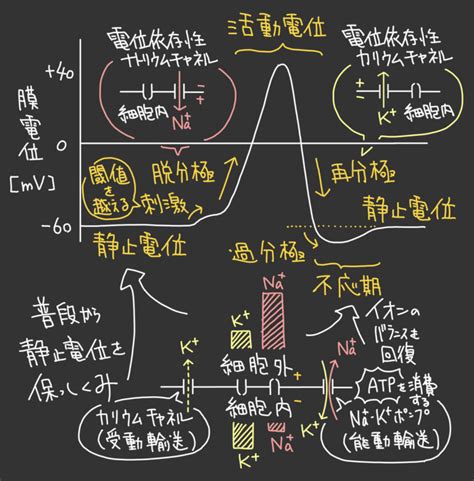 51膜電位とイオン SOIL SHOP生物教材製作所 自習室