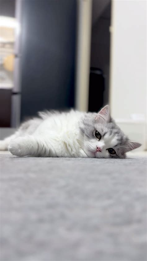 𝓡𝓪𝓵 And 𝓢𝓸𝓵 🐚🧂 ごまちのが可愛かったし 動画見てたらええのあった🥹 🏼 週の中日のみんなの気持ち🤗 今日もおつかれさまっ！ Everyones Feelings On