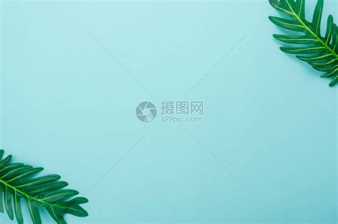 夏季假期背景概念的桌面视图空中图像现代蓝纸背景上的平躺绿叶创意设计模型和内容模板文高清图片下载 正版图片505958203 摄图网