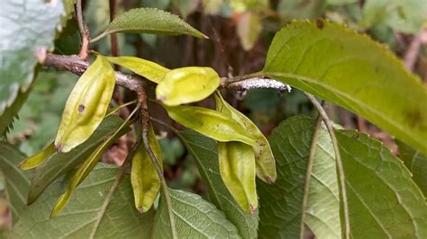 허리통증과 소변불통에 명약 두충나무 열매 Youtube