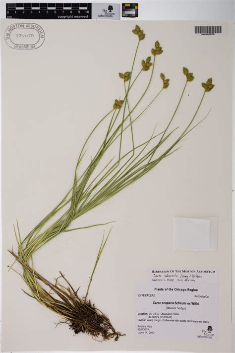 Exploring The Intriguing World Of Nardia A Remarkable Moss Species Outdoor Moss