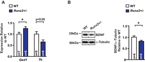 Runx2 Haploinsufficiency Affects Biomarkers Regulated By Osteocalcin