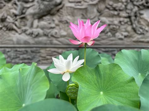 《楞严经》四大开悟名句 曹王禅寺 《楞严经》四大开悟名句 曹王禅寺
