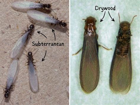 Drywood Termites How To Identify And Get Rid Of Them