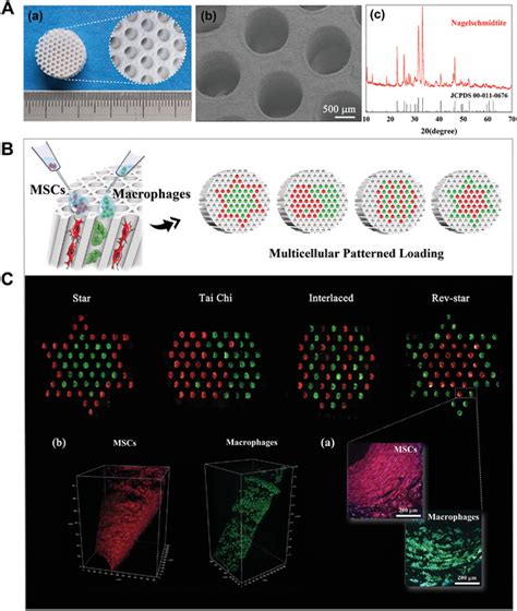 Cells‐micropatterning Biomaterials For Immune Activation And Bone