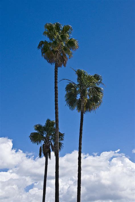 Palm Trees In San Diego California No 1656 Photograph By Randall Nyhof