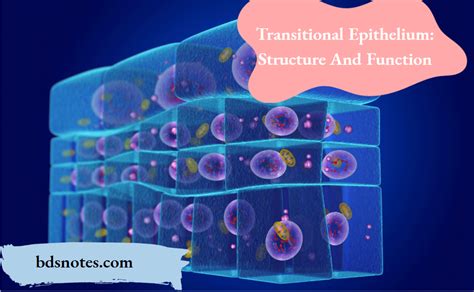Transitional Epithelium Structure And Function Bds Notes