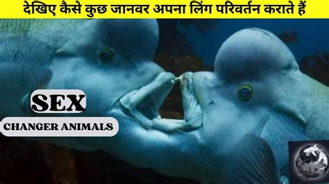 SEX CHANGER ANIMALS कय आपन कभ लग बदलन वल जनवर क दख ह SUBSCRIBE FOR MORE