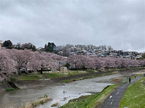 西八王子の桜の名所！！！！ 西八王子駅 にしはち鍼灸整骨院接骨院