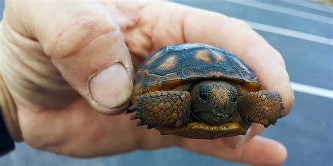 Gopher Tortoise Management—surveying Capturing And Relocating A Southern Treasure Gai