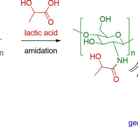 Amidation Reaction Between Chitosan And Lactic Acid Reduces Croslinking