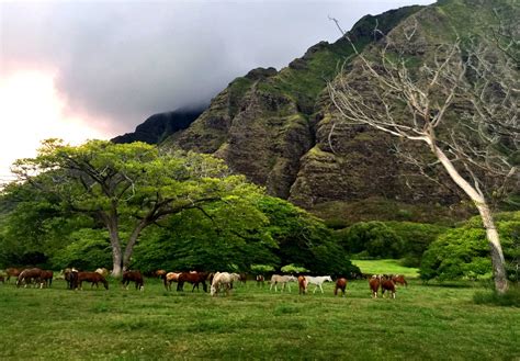Kualoa Ranch Combo Tour All Inclusive Kualoa Experience