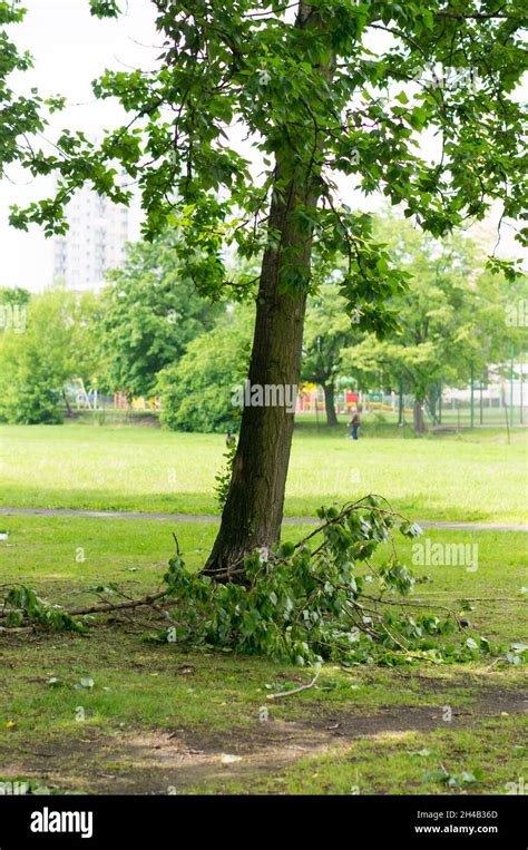 Tree With Broken Branches Fallen On The Ground Stock Photo Alamy