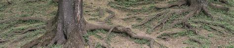 Understanding Tree Roots Growing Out Of The Ground In Florida The Role Of Certified Arborists