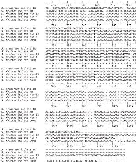 Consensus Sequence Alignment Of The Its Rdna Region Including Partial