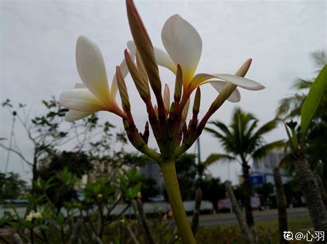 鸡蛋花的春天～五颜六色！（最齐全的花色）