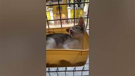 Chillax Cat Kittenz Aozi Kitten Catz Catlover Neko Youtube