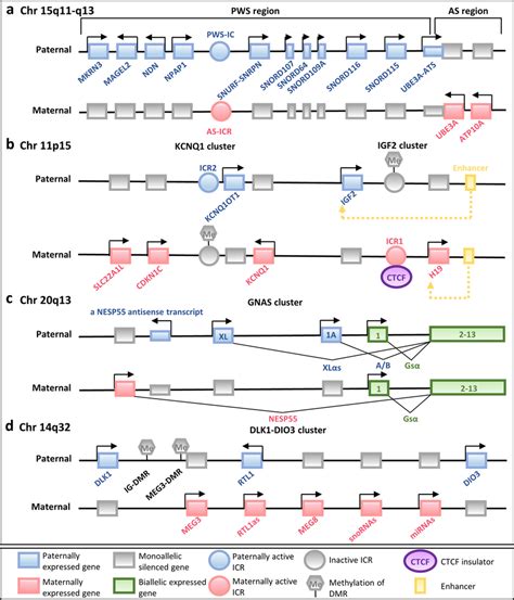 schematic illuminations of representative imprinted gene clusters in