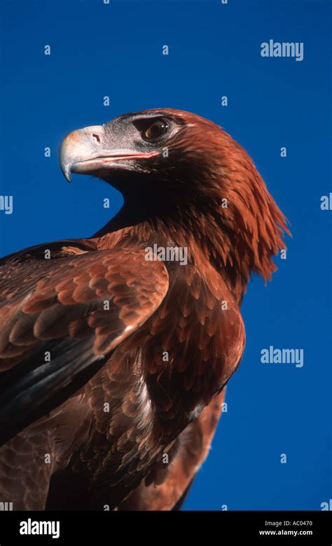 Wedge Tailed Eagle Aquila Audax Juvenile Common Species Australia Stock