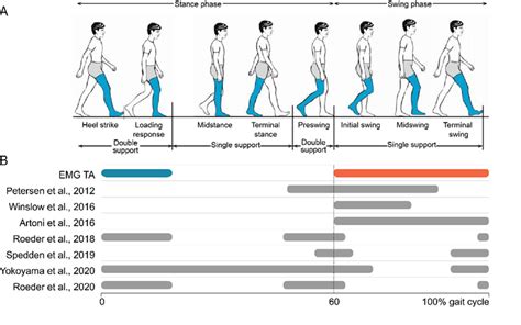 Neuromuscular Connectivity Nmc To Tibialis Anterior Muscle Ta Over Download Scientific