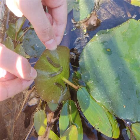 Found Under A Water Lily Pad In A Pond In Spain Rwhatsthisbug