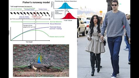 Blackpill Lecture The Female Brain Sexual Selection IQ Lowering Hypergamy YouTube