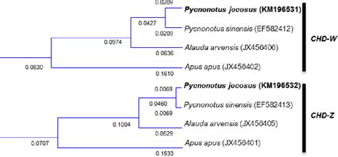 Figure 3 From ลำดับนิวคลีโอไทด์บางส่วนของยีน Chd W และ Chd Z เพื่อการระบุเพศของนกปรอดหัวโขน