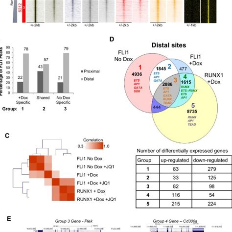 induction of runx1 leads to increased brd4 and histone acetylation at