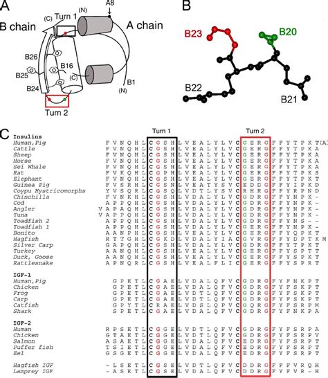 Structure Of Insulin And B Domain Sequences A Cylinder Model Of An Download Scientific